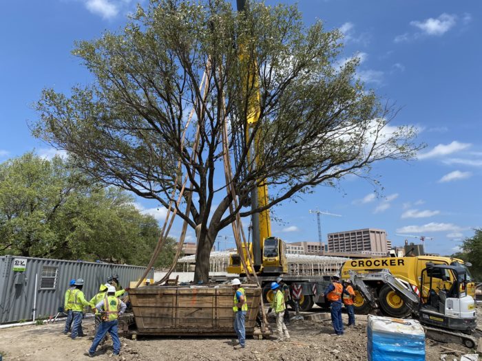 Waterloo Park Welcomes a Live Oak Tree from UT Austin - Waterloo ...