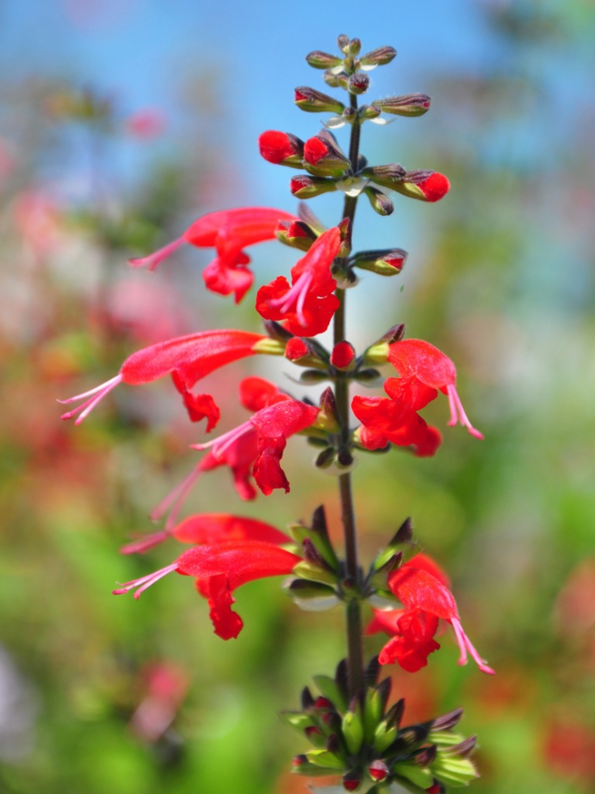 Navigating Native Plants in Waterloo Park - Waterloo Greenway Conservancy
