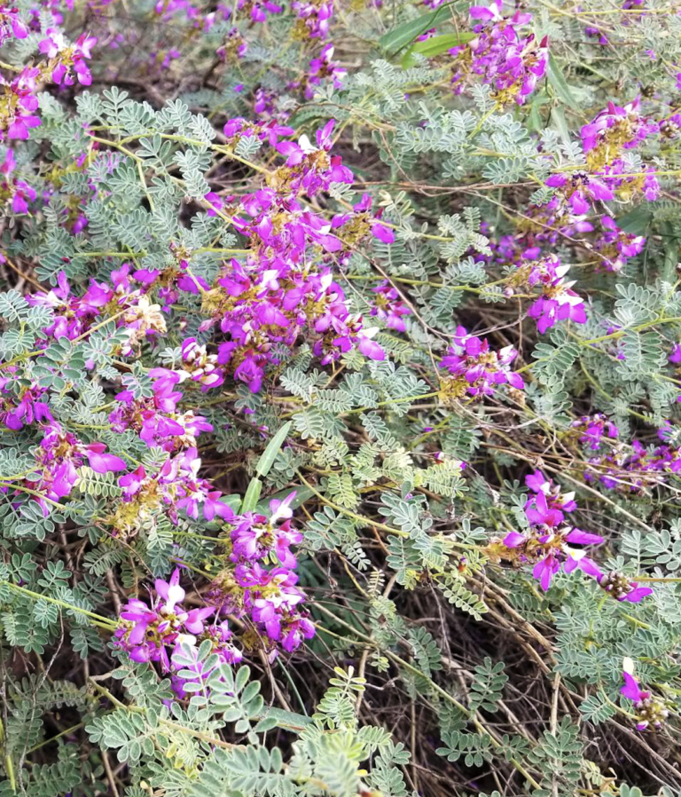 Navigating Native Plants in Waterloo Park - Waterloo Greenway Conservancy