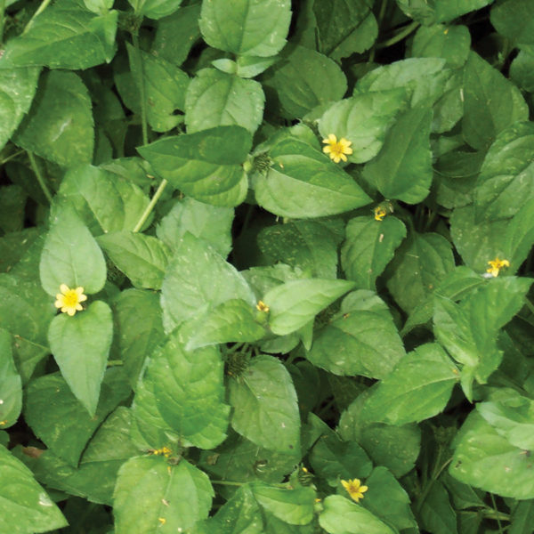 Navigating Native Plants in Waterloo Park - Waterloo Greenway Conservancy