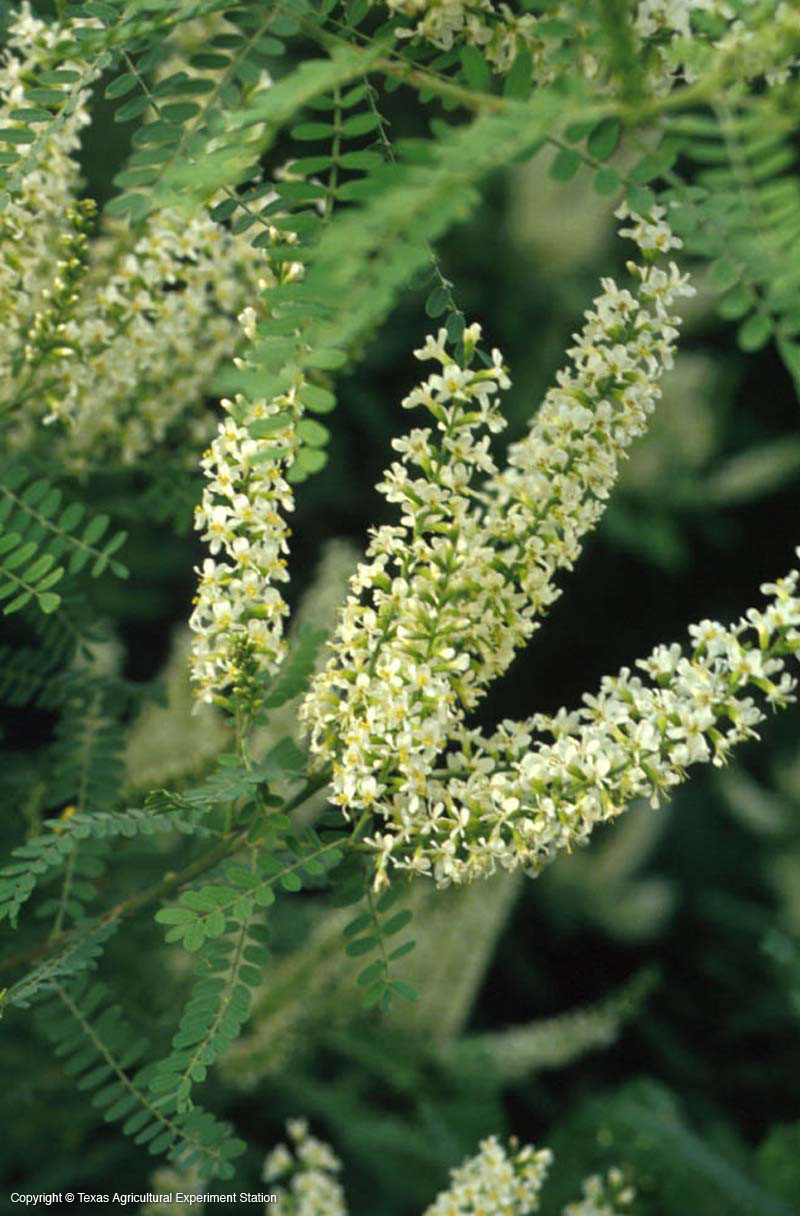 Navigating Native Plants in Waterloo Park - Waterloo Greenway Conservancy