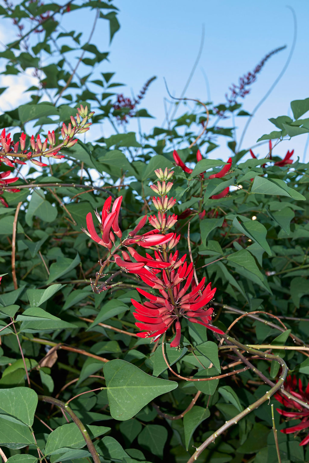 Navigating Native Plants in Waterloo Park - Waterloo Greenway Conservancy