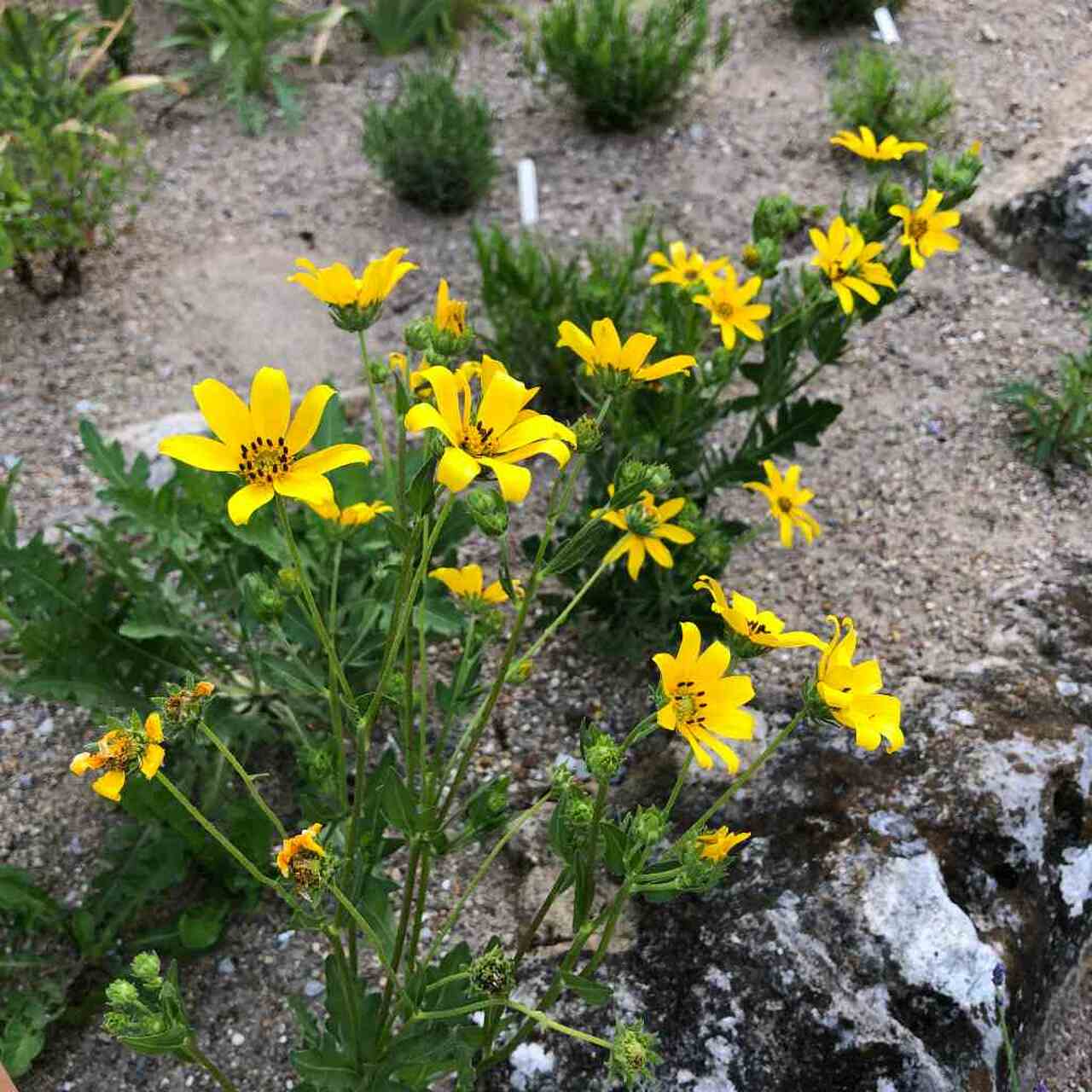 Navigating Native Plants in Waterloo Park - Waterloo Greenway Conservancy